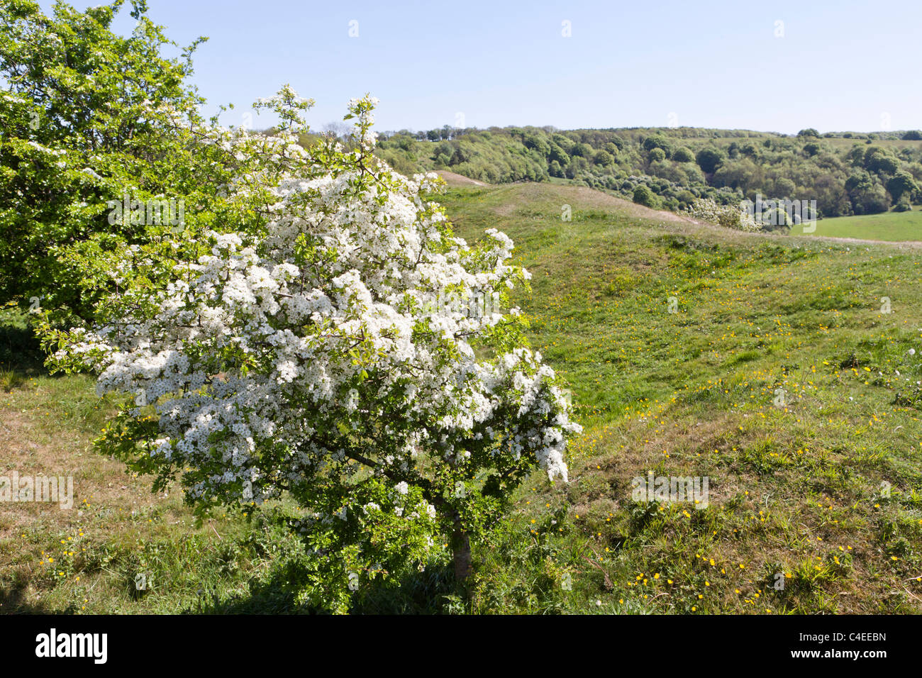 Hawthorn in blossom in springtime beside the Cotswold Way National ...