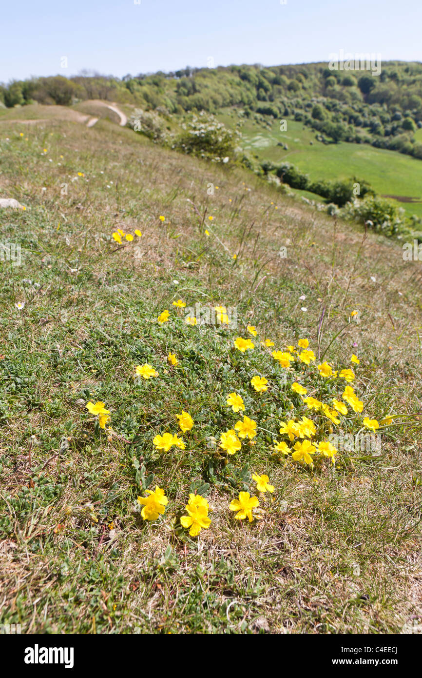 Wild rose trail hi-res stock photography and images - Alamy