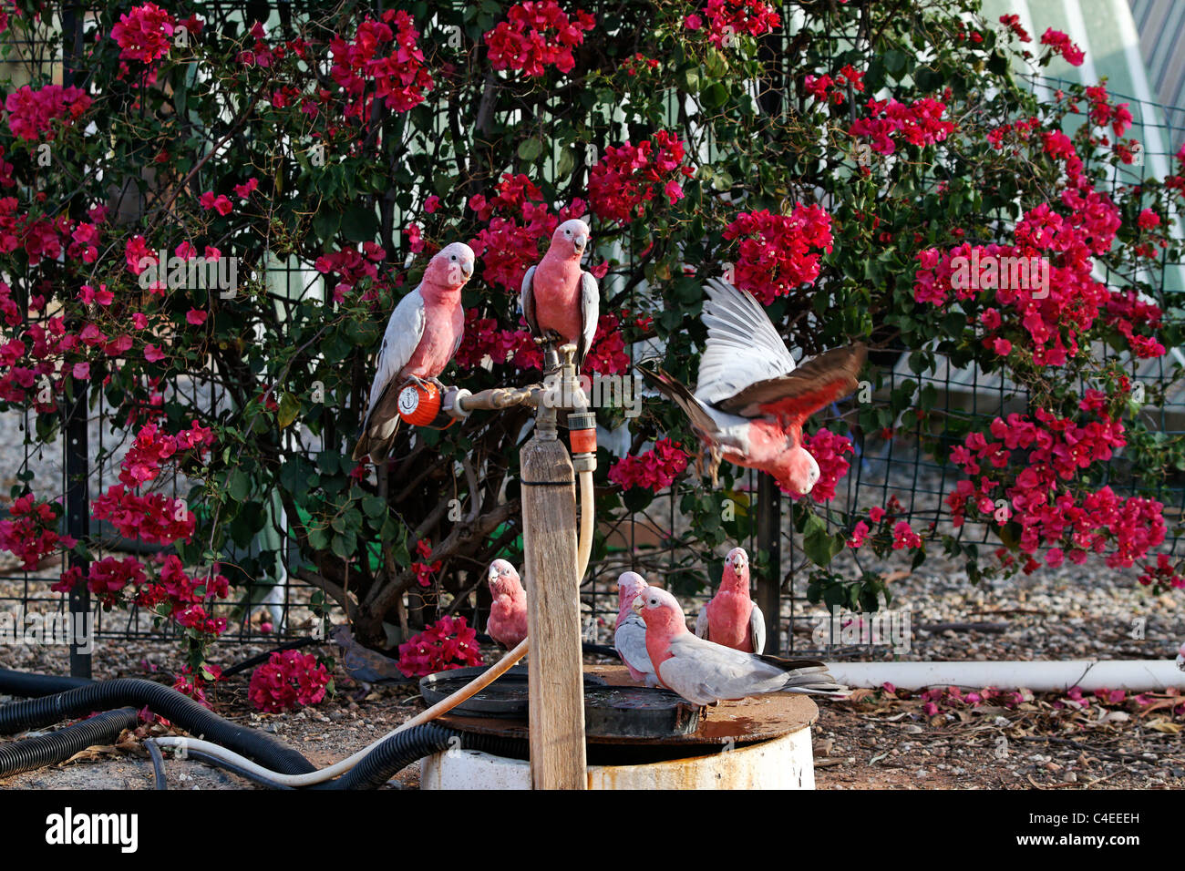 Pink and Grey Gallahs gathered around a water tap ( eulophus ...