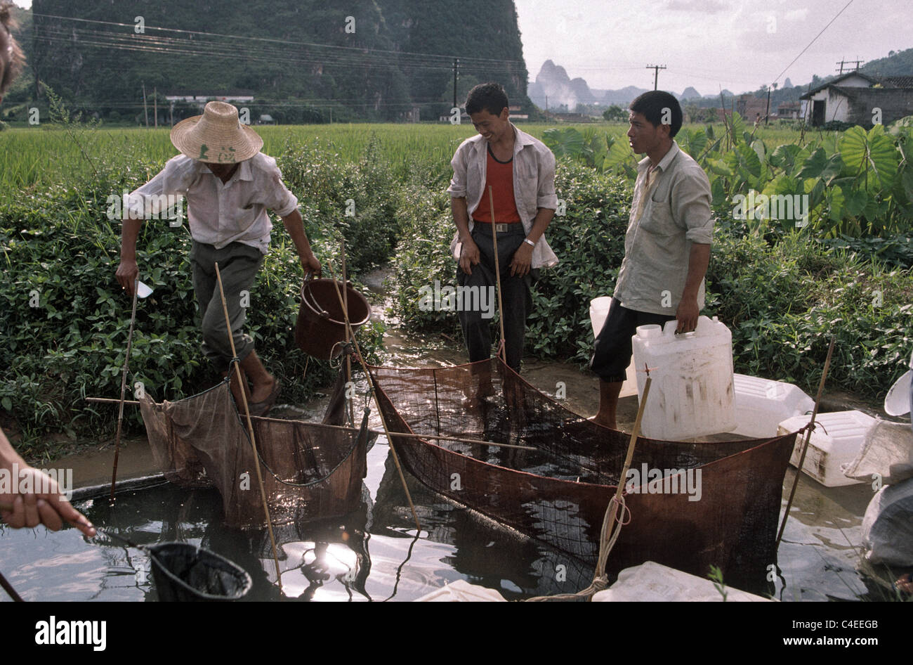 Rice farming around Yangshou China Stock Photo - Alamy