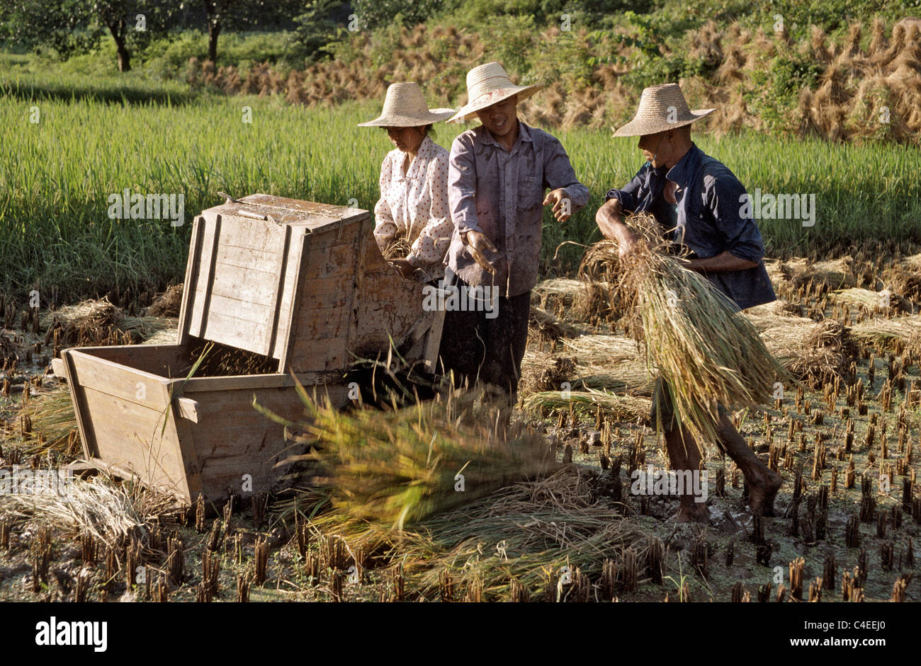 Rice farming around Yangshou China Stock Photo - Alamy
