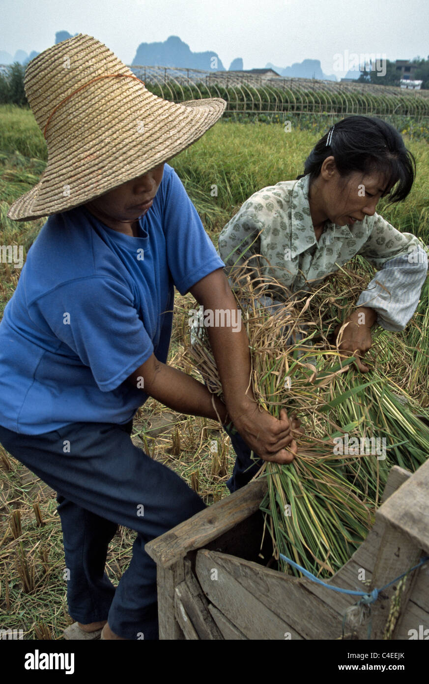 Rice farming around Yangshou China Stock Photo - Alamy