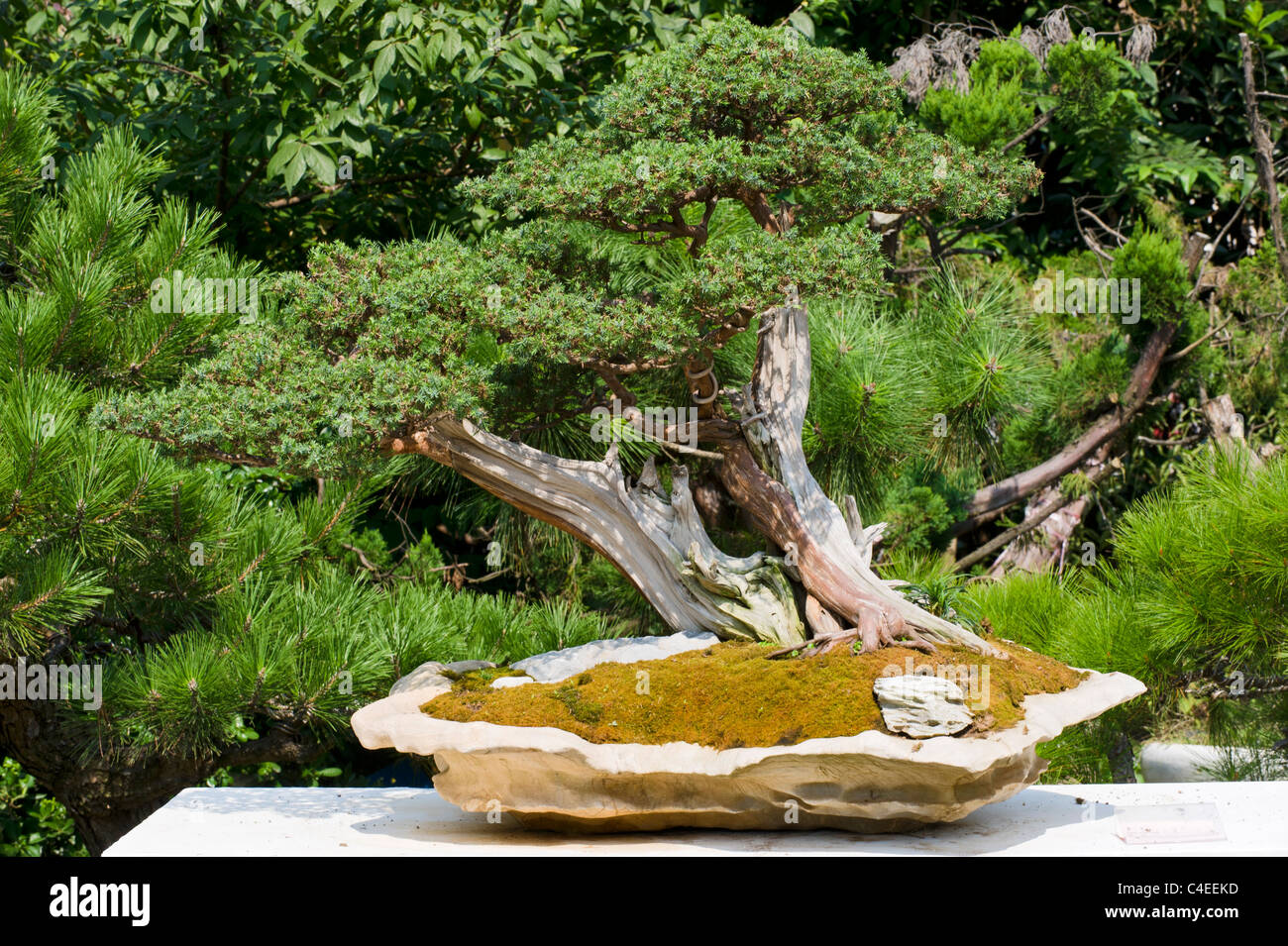 Miniature garden hi-res stock photography and images - Alamy