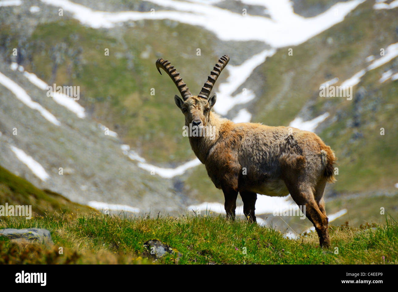 Ibex hi-res stock photography and images - Alamy