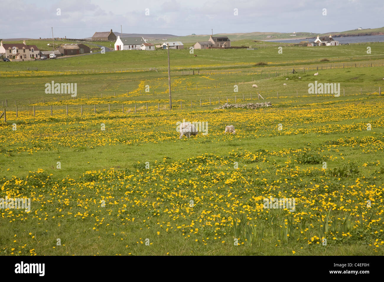Sandness Shetland Islands Scotland sheep grazing in a field covered in ...