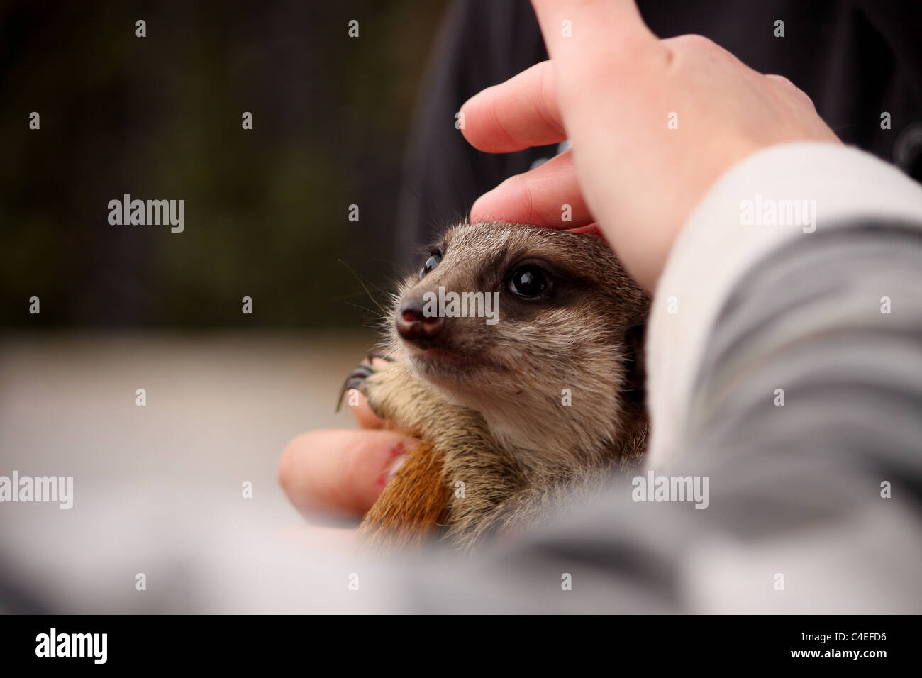 A merecat being shown to a child, stroked and petted Stock Photo - Alamy