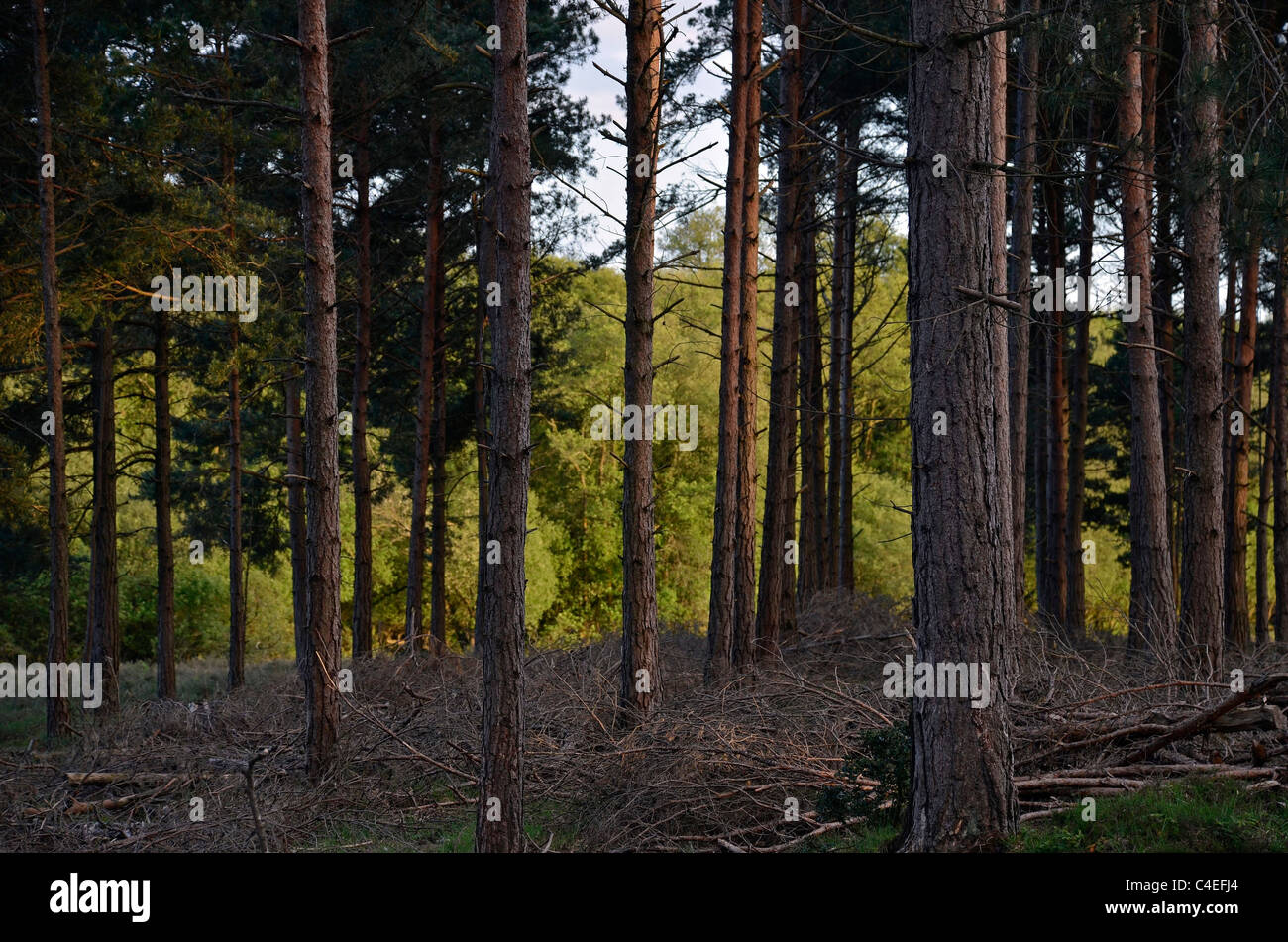 pine trees in the new forest Stock Photo - Alamy