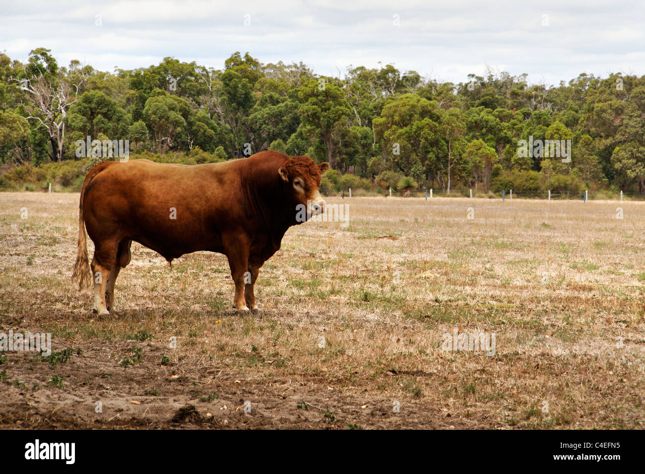 Brown bull hi-res stock photography and images - Alamy
