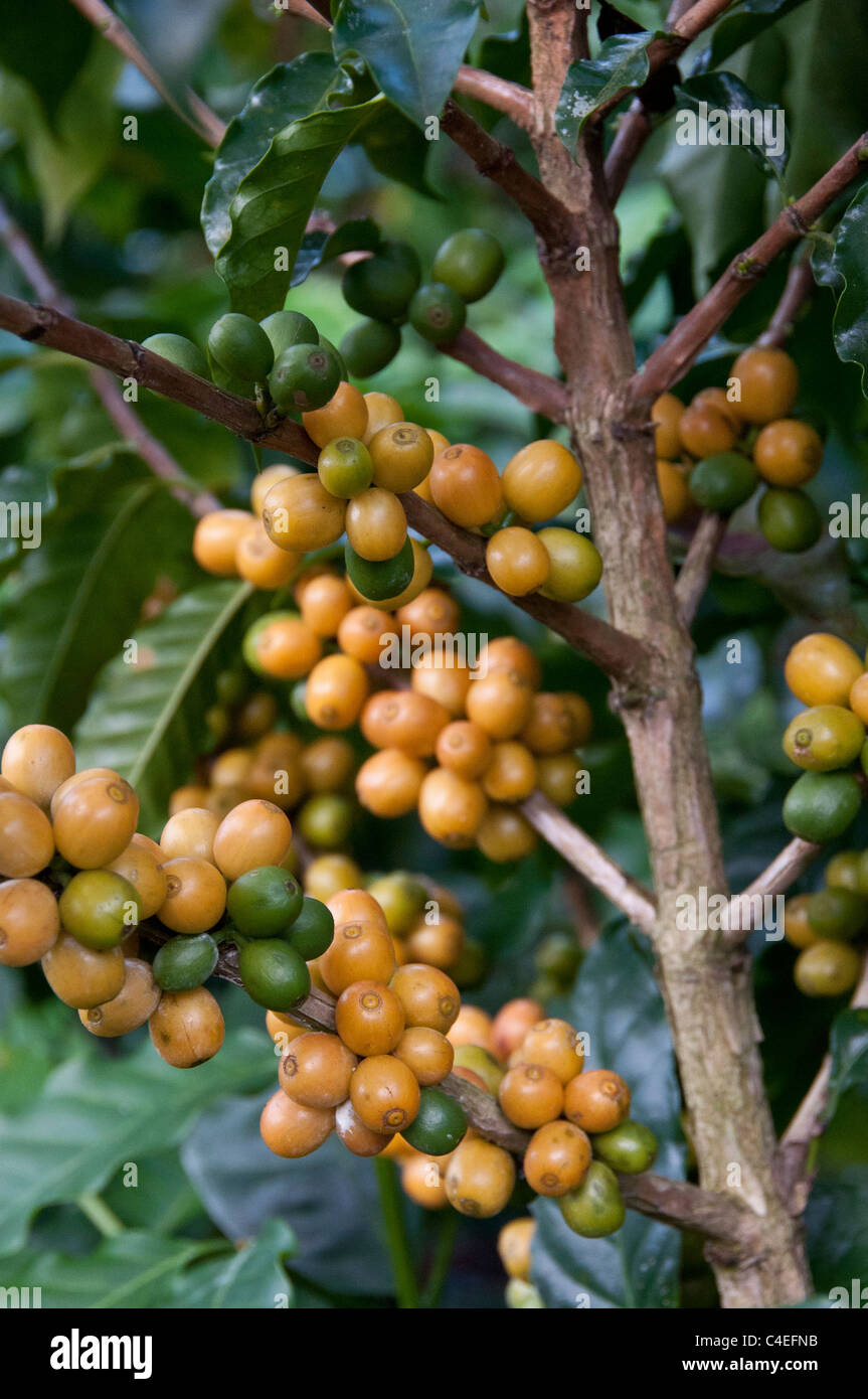 Coffee grains Bush Costa Rica plantation Stock Photo - Alamy