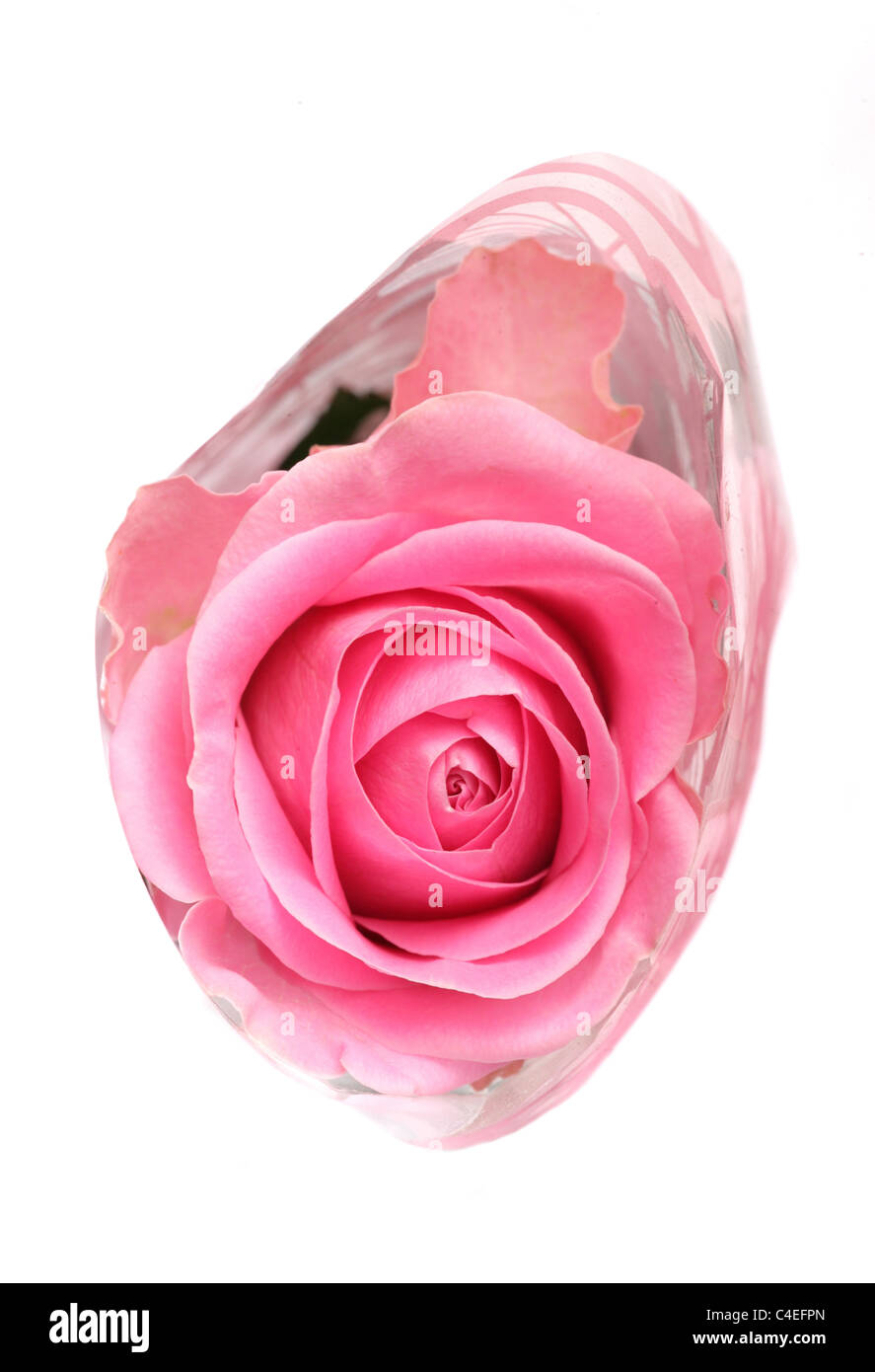 Romantic pink rose Stock Photo - Alamy
