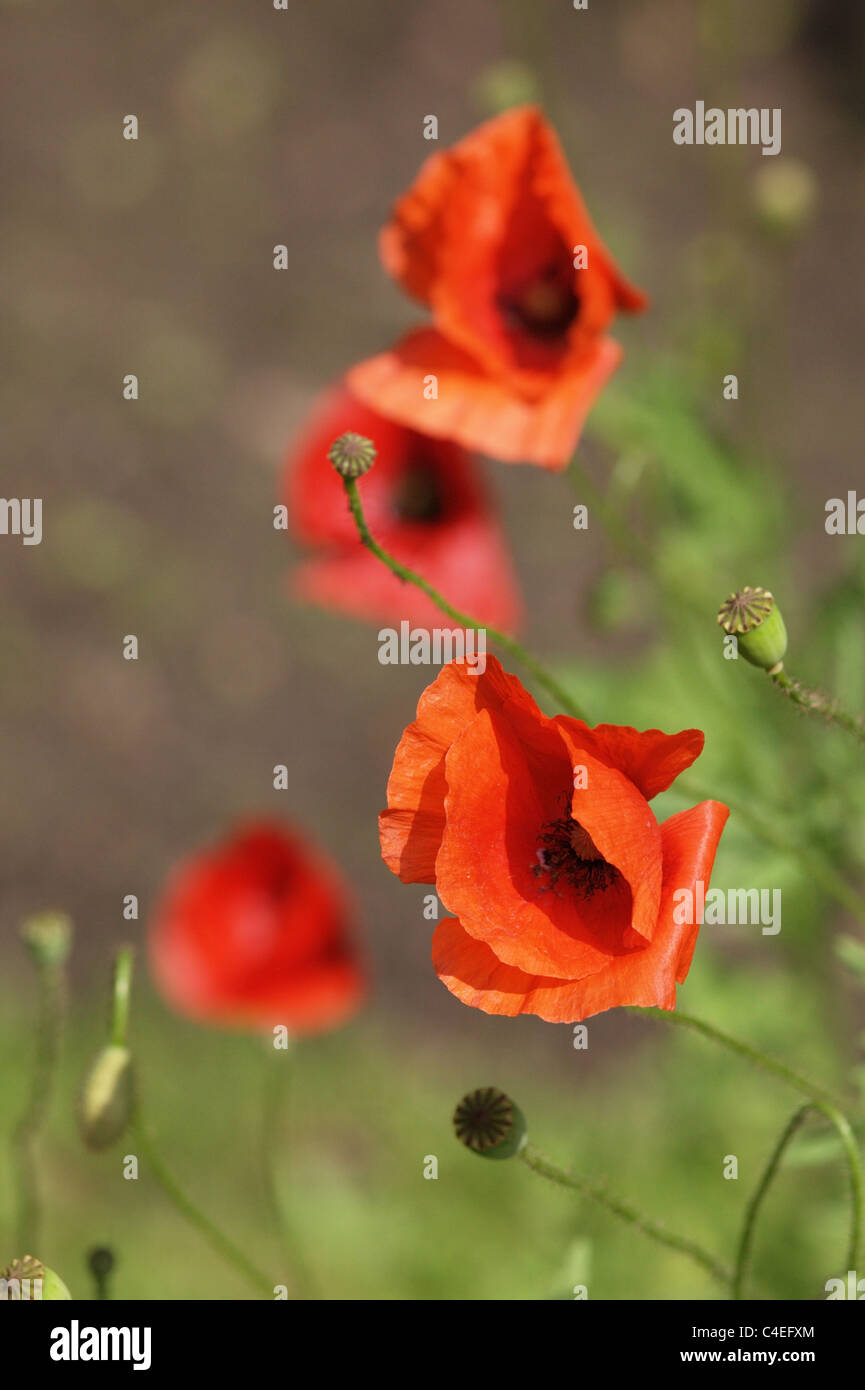 Wild red poppy flower Stock Photo - Alamy