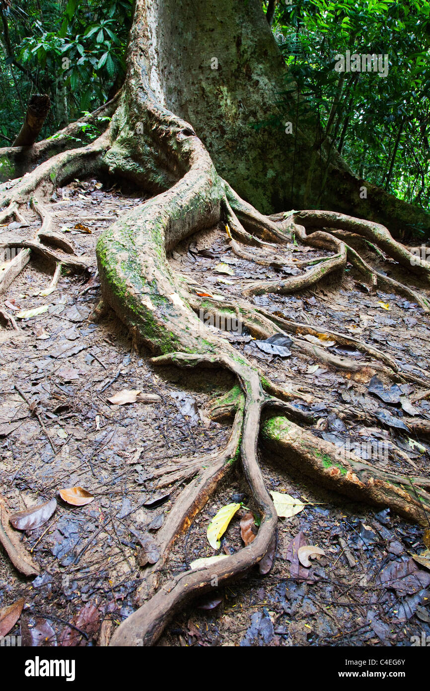 Rainforest tree roots hi-res stock photography and images - Alamy