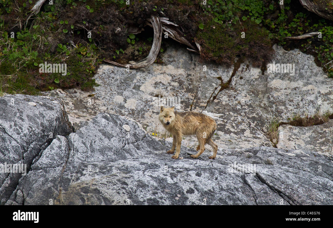 Coastal wolf on beach rainforest wolf hi-res stock photography and ...