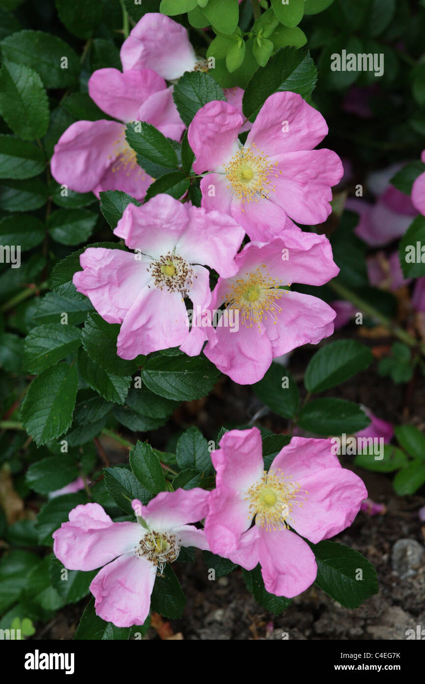 Wild rose, Dog rose, Rosa canina Stock Photo - Alamy
