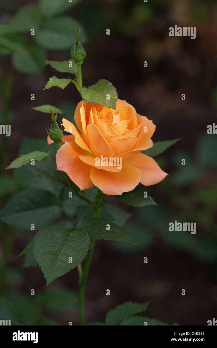 Perfumed rose garden hi-res stock photography and images - Alamy