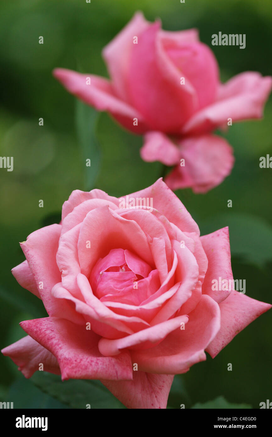 Beautiful pink rose Stock Photo - Alamy