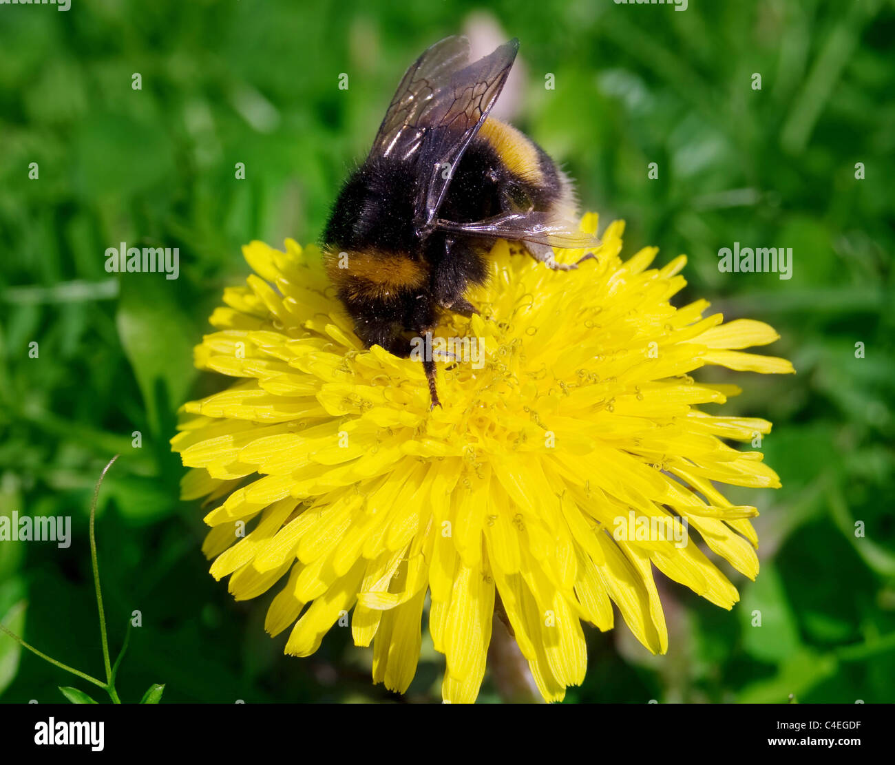 bumble bee relaxing on a flower Stock Photo - Alamy