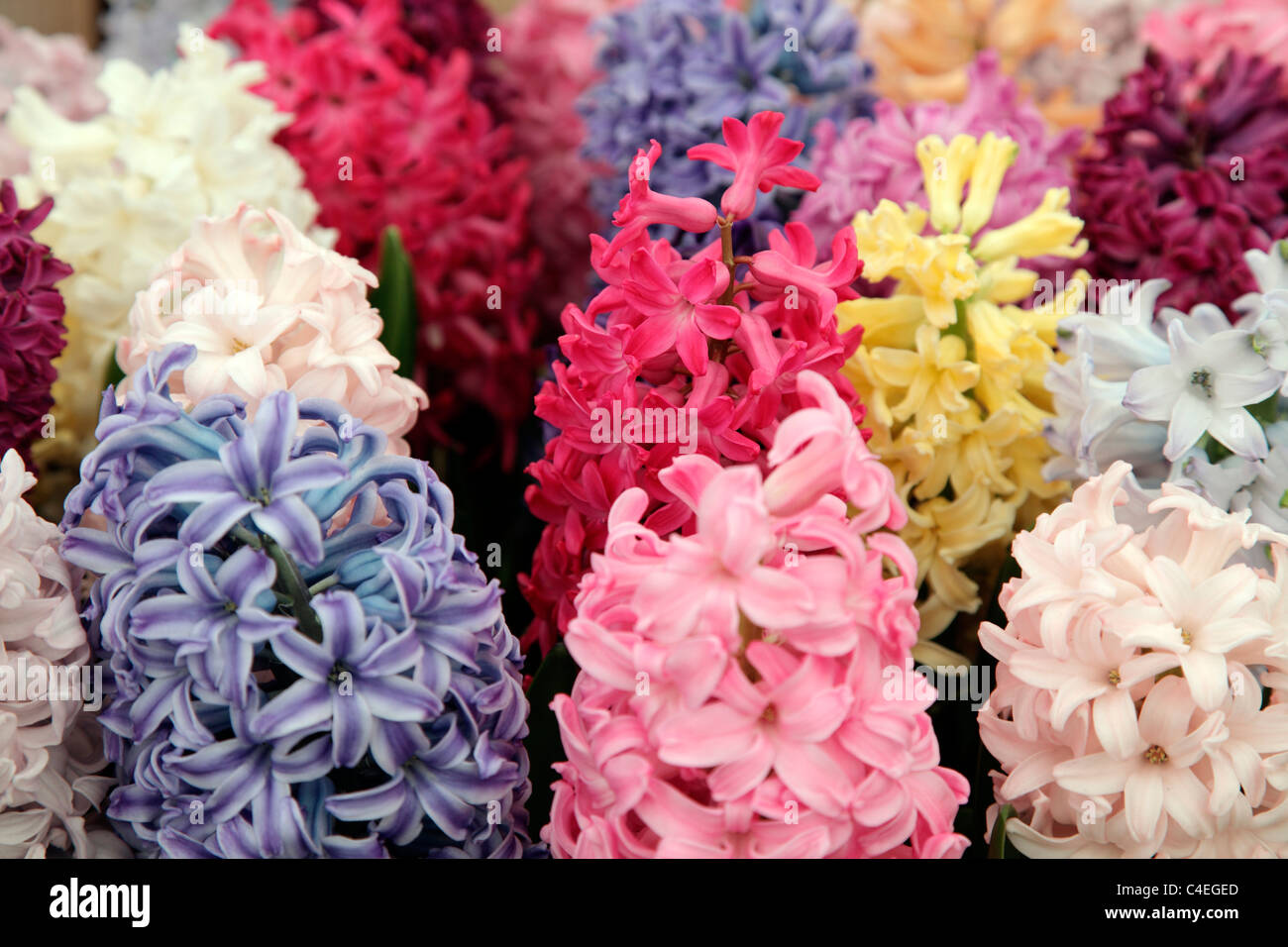 Hyacinthus orientalis - mixed colours RHS Chelsea Flower Show 2011 ...