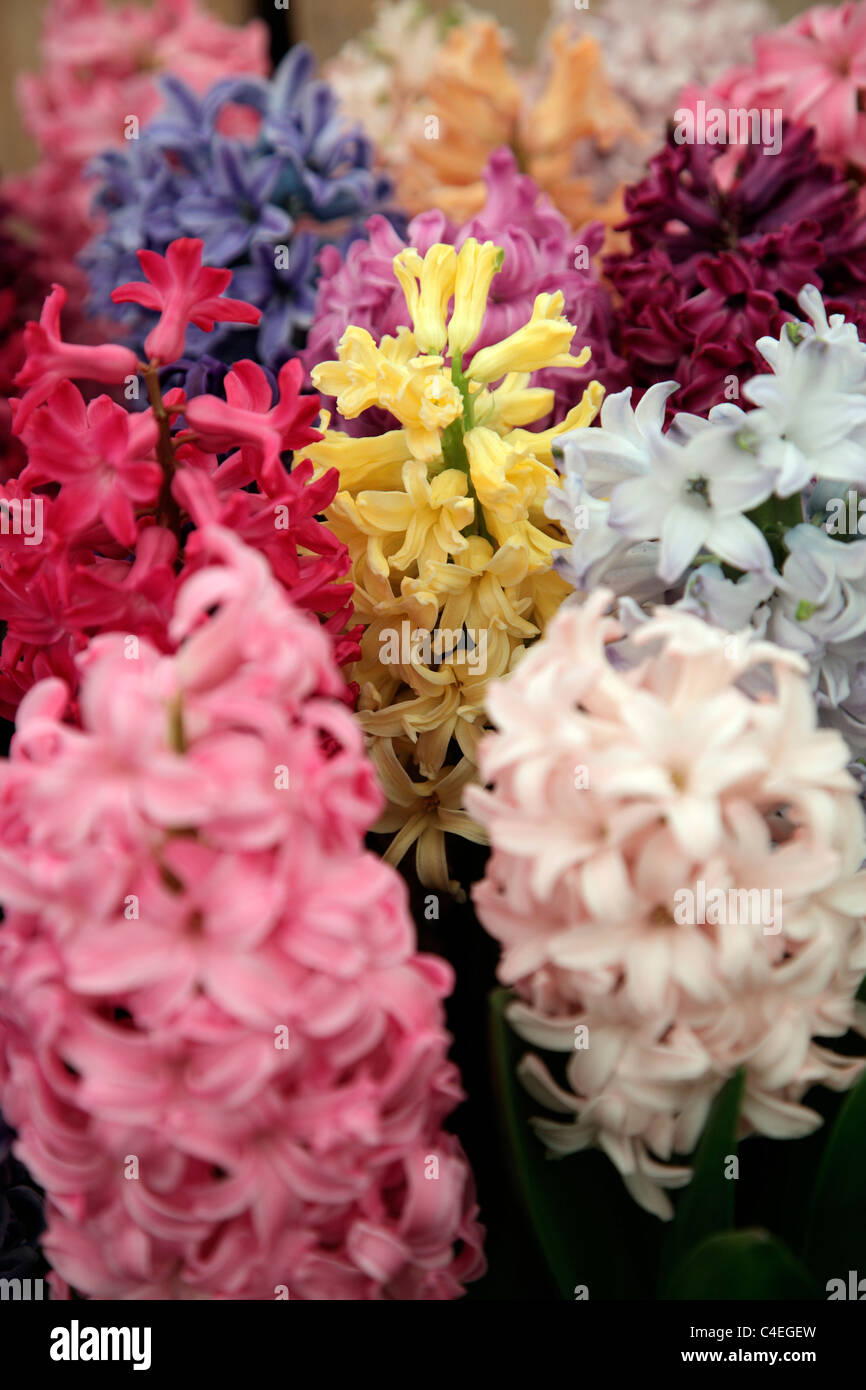 Hyacinthus orientalis - mixed colours RHS Chelsea Flower Show 2011 ...
