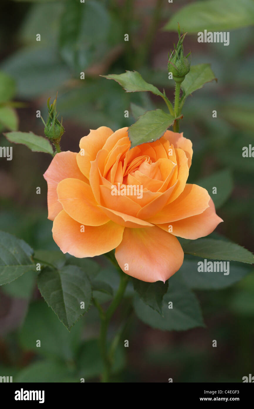 Beautiful rose blooming in garden Stock Photo - Alamy