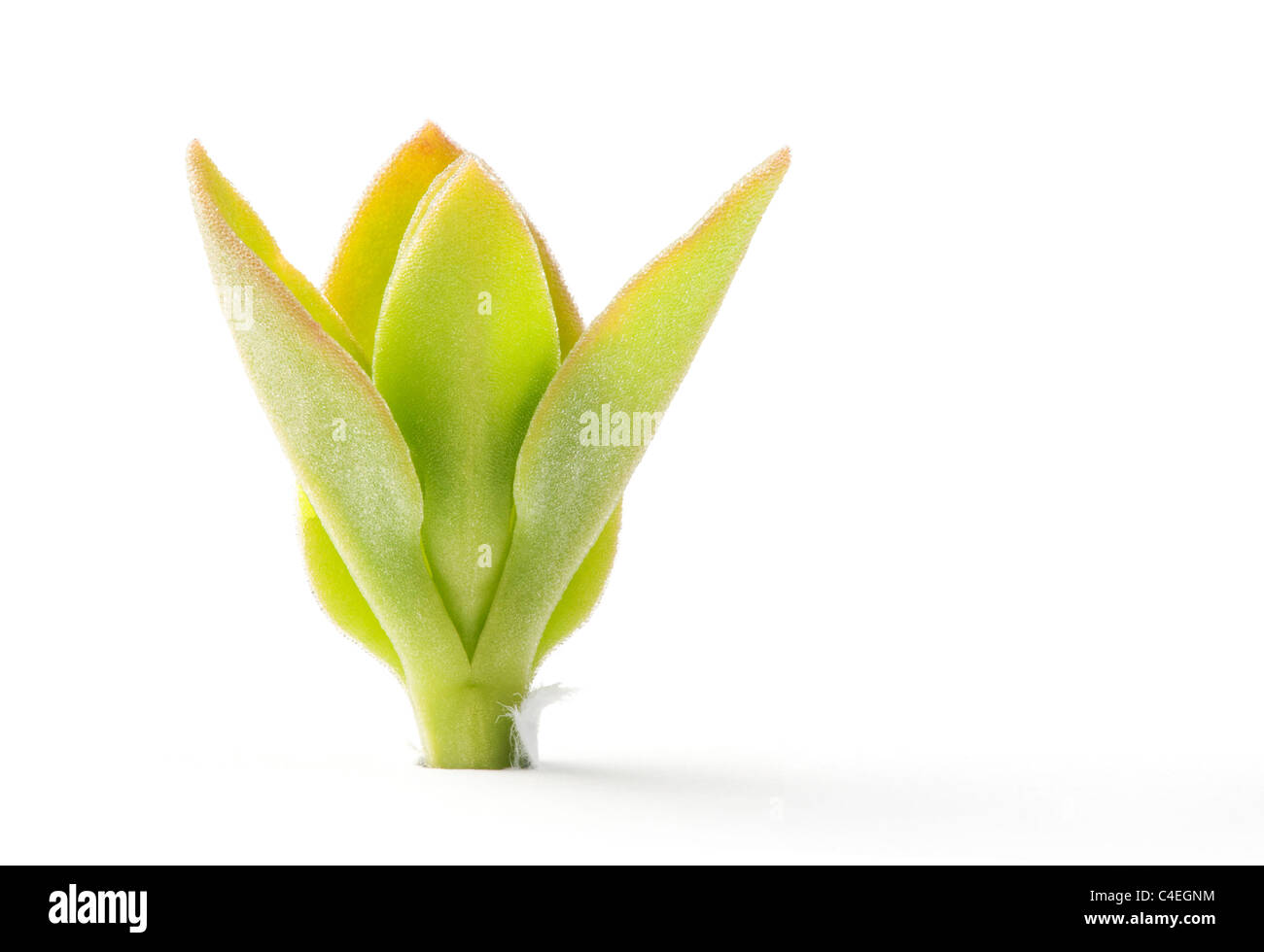 Start growing Cut Out Stock Images & Pictures - Alamy