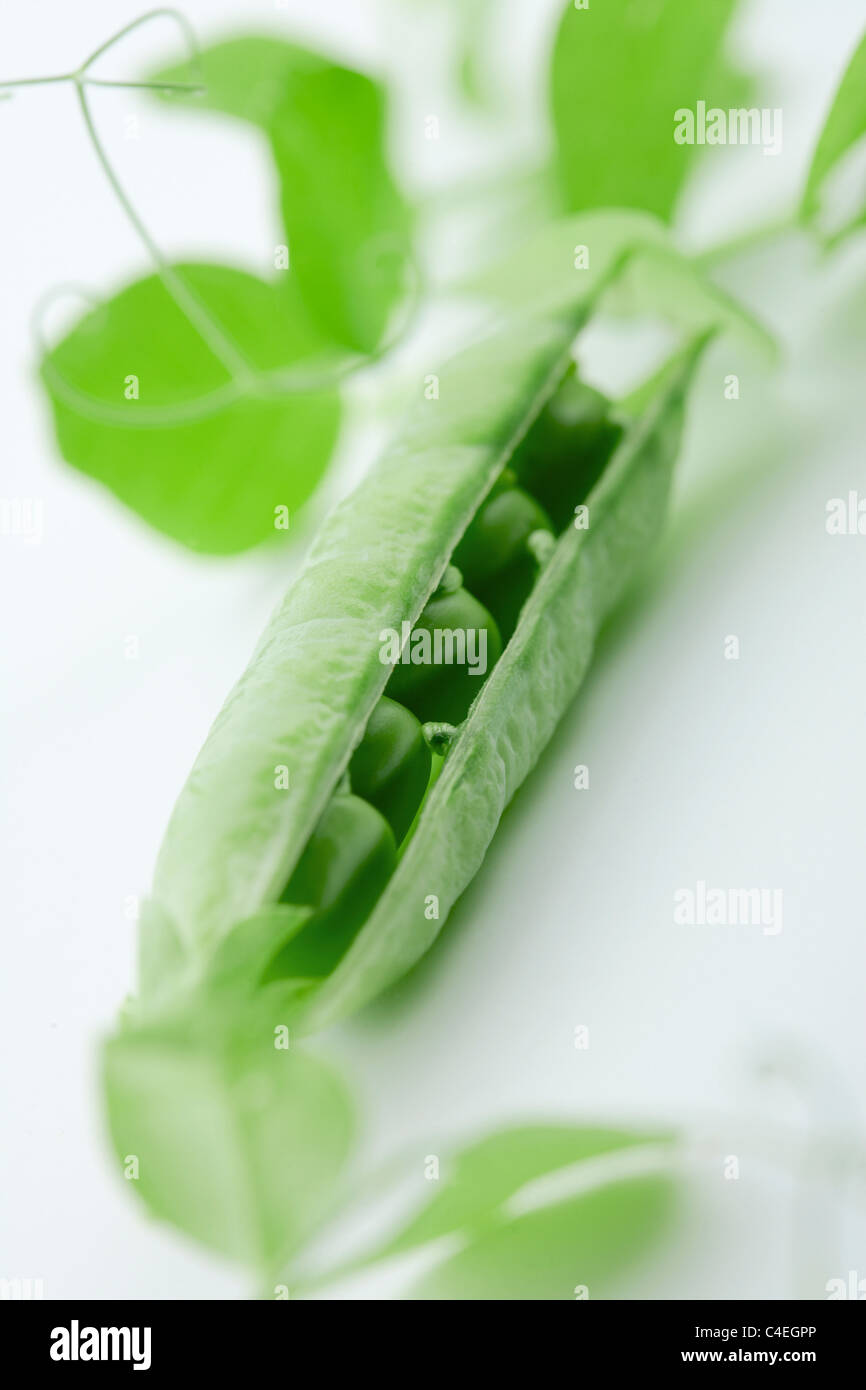 Open pea pod plant hi-res stock photography and images - Alamy