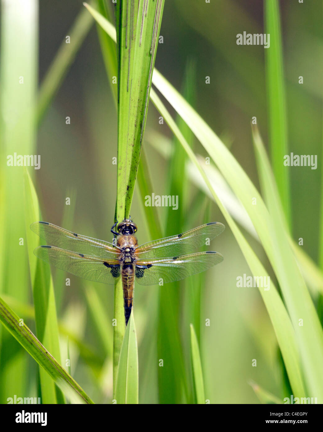 four spot chaser dragonfly (libellula quadrimaculata Stock Photo - Alamy