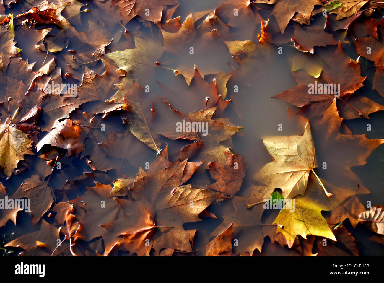 Autumn leaves in a muddy puddle Stock Photo - Alamy