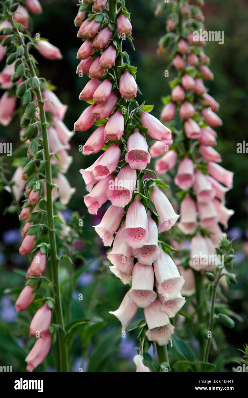 Digitalis hi-res stock photography and images - Alamy