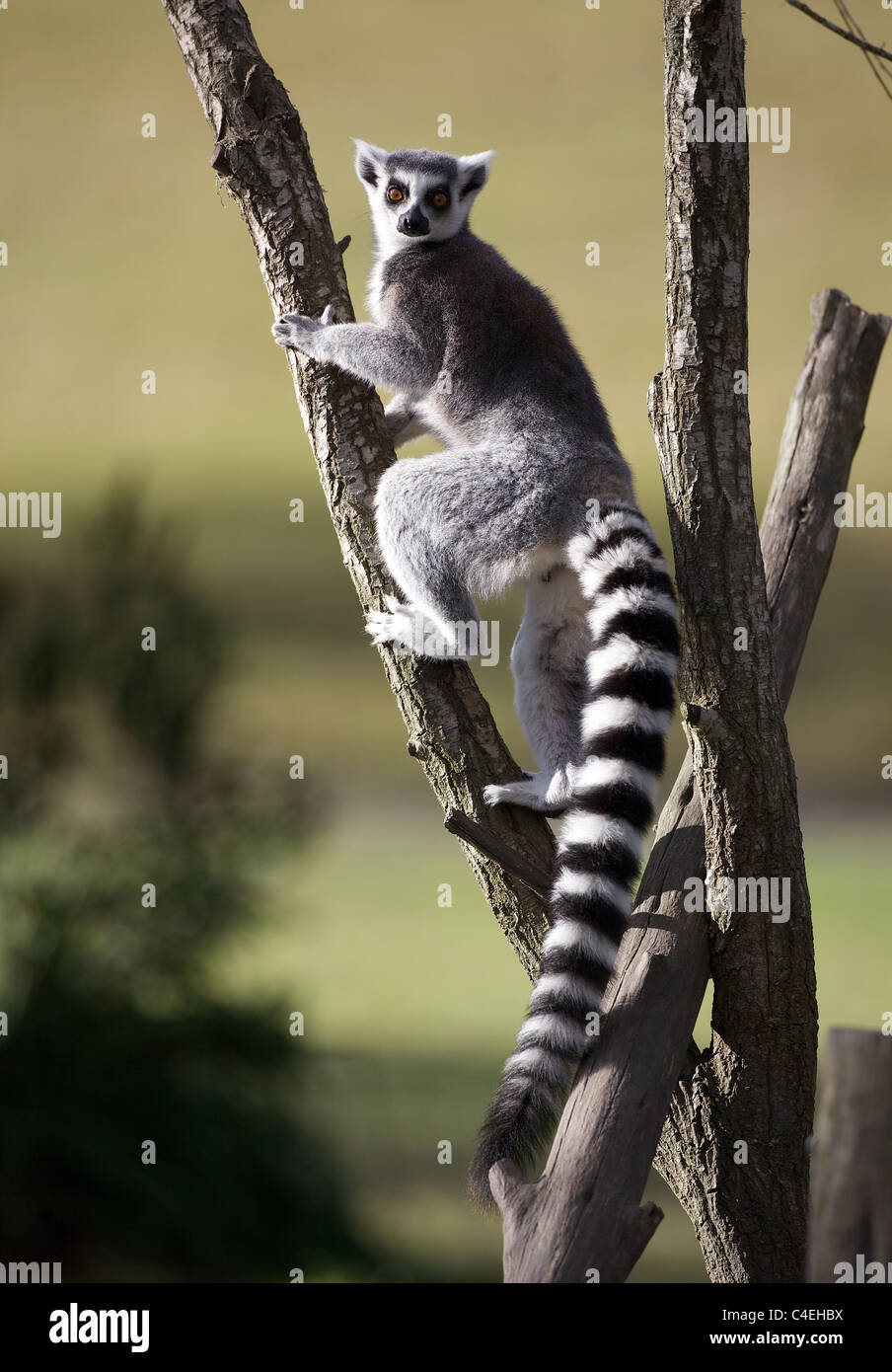 Yawning lemur hi-res stock photography and images - Alamy