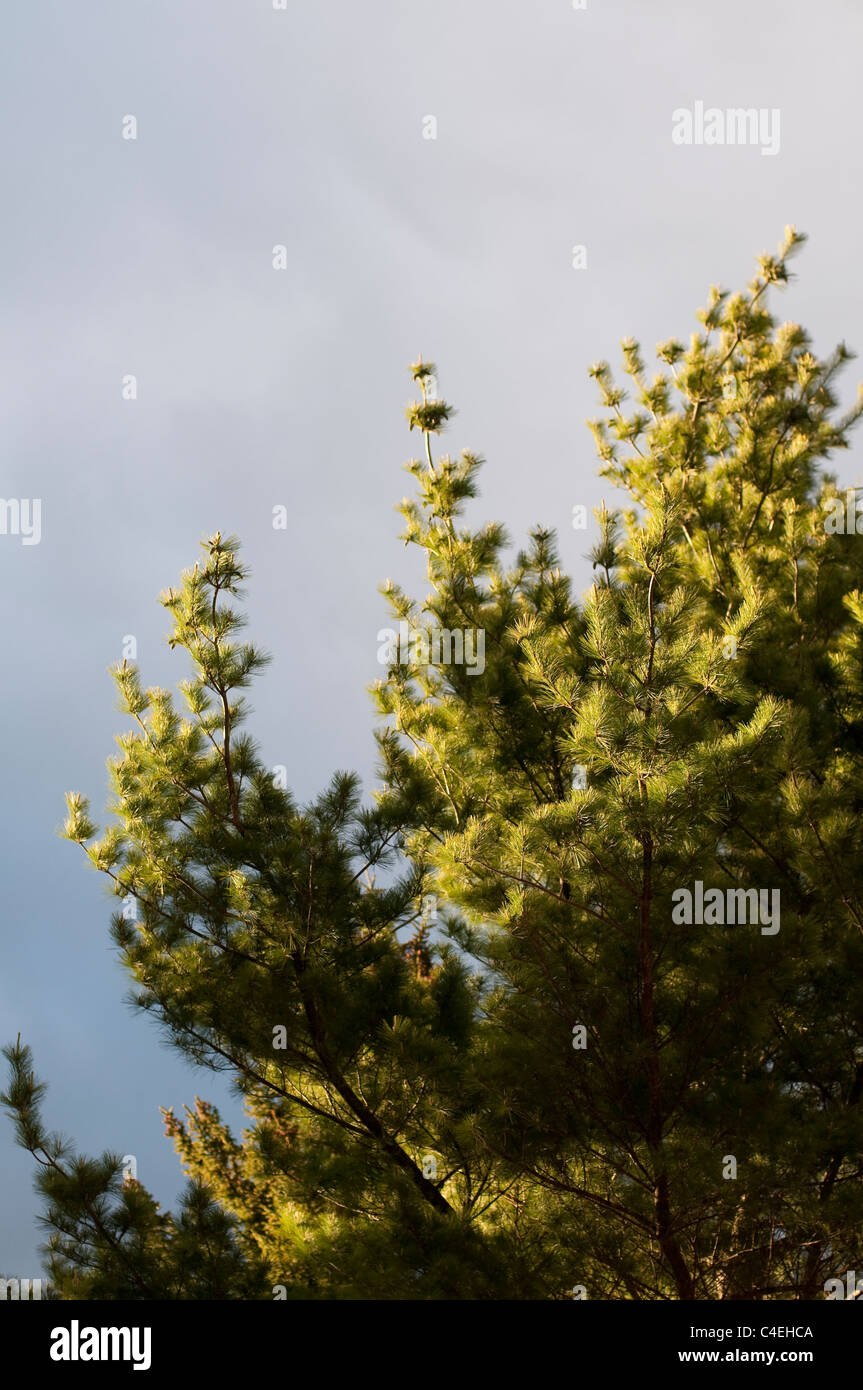 A pine tree in afternoon sunshine on Mount Desert Island in Maine, USA ...