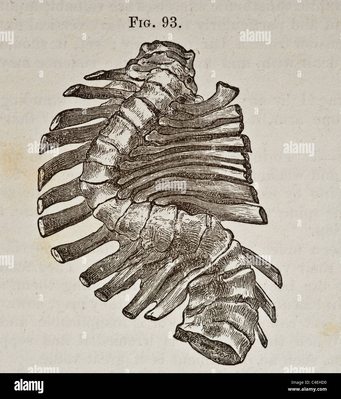 Antique Medical Illustration of a Spine Stock Photo - Alamy