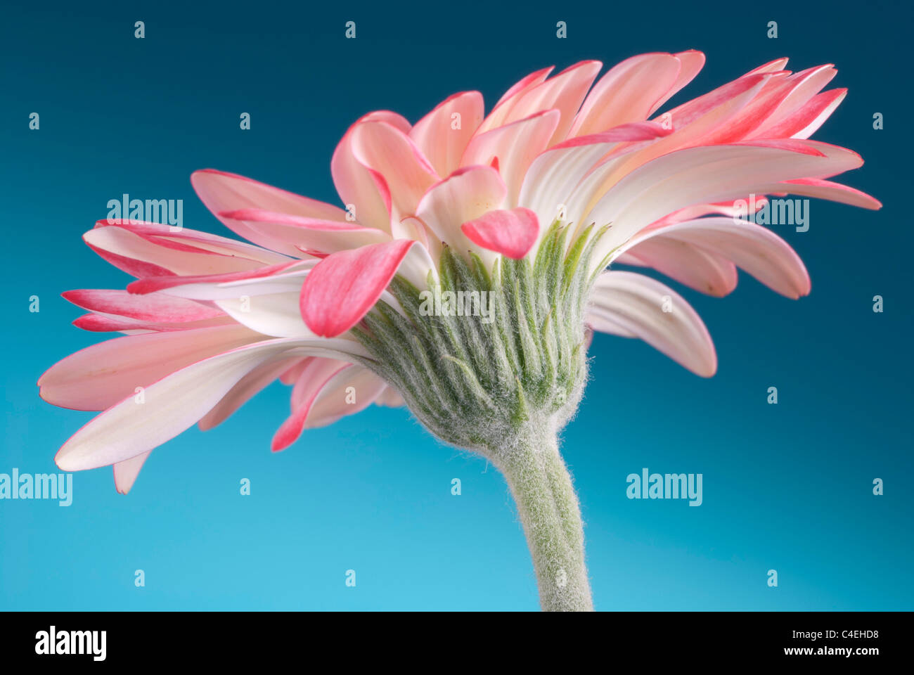 Gerbera stem hi-res stock photography and images - Alamy