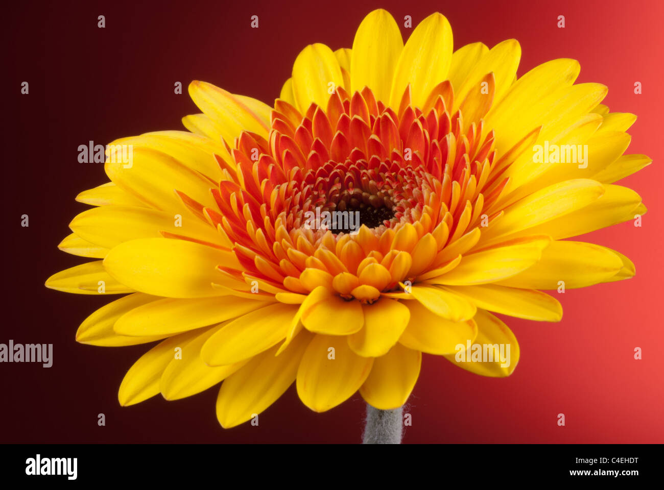 Gerbera stem hi-res stock photography and images - Alamy