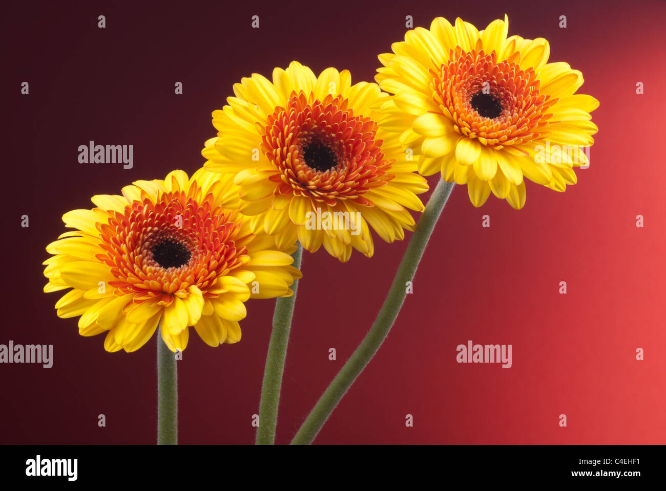 Three gerbera flowers hi-res stock photography and images - Alamy