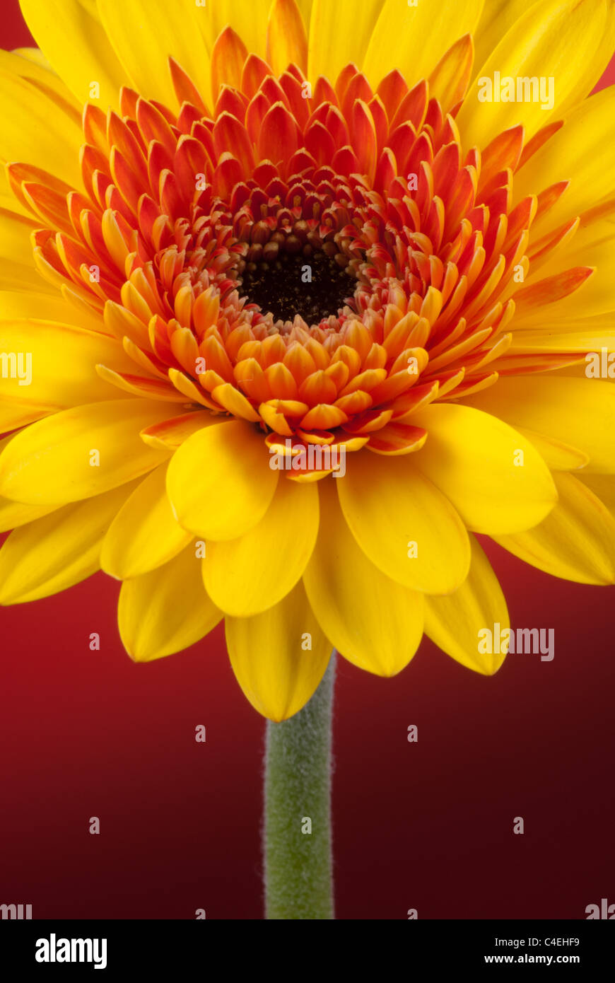 Gerbera stem hi-res stock photography and images - Alamy