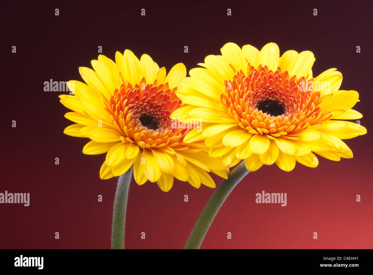 Double gerbera hi-res stock photography and images - Alamy