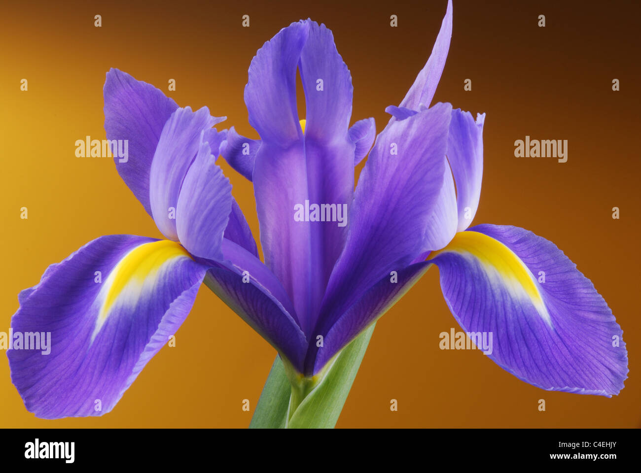Single stem iris hi-res stock photography and images - Alamy