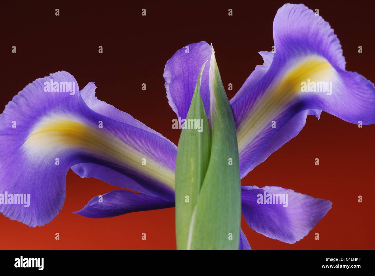 Iris open hi-res stock photography and images - Alamy