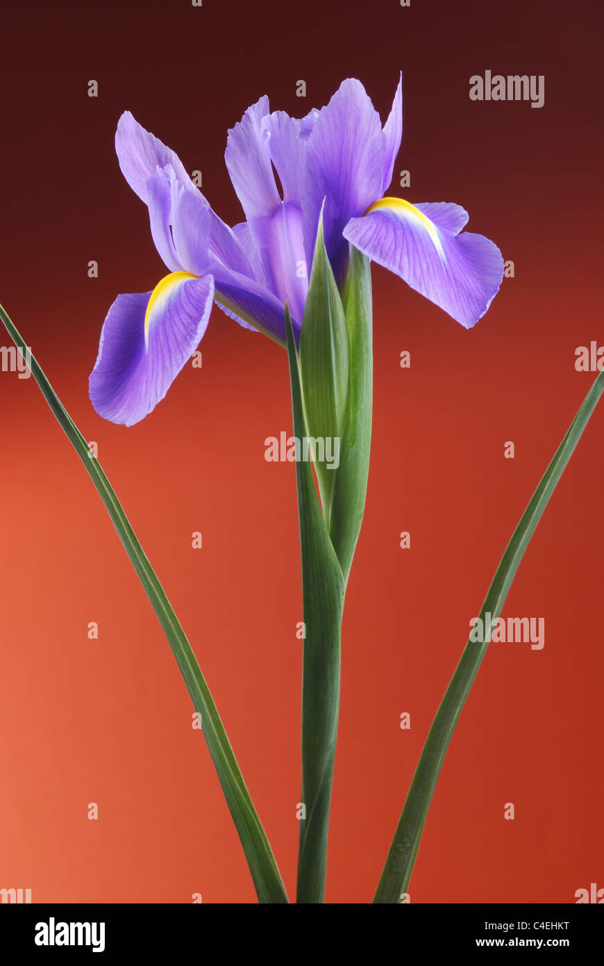 Single stem iris hi-res stock photography and images - Alamy