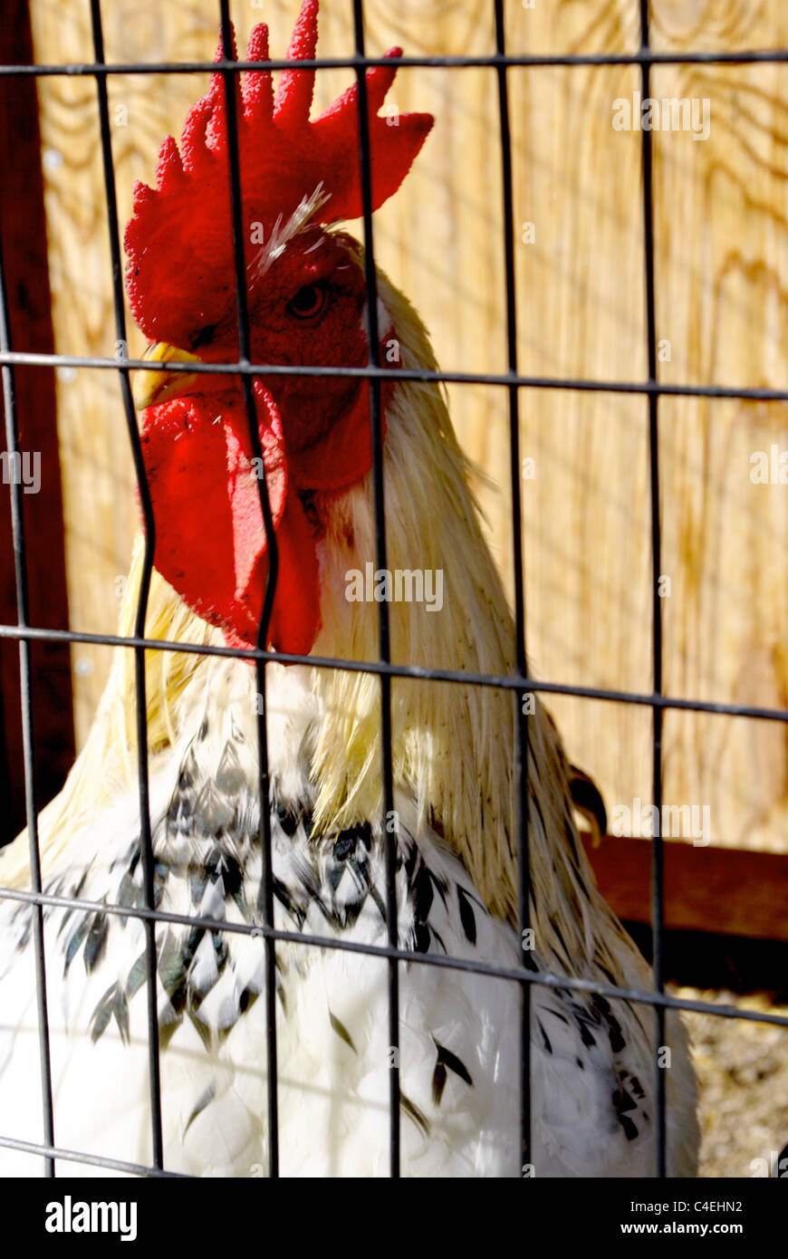 Red Rooster Portrait Stock Photo - Alamy