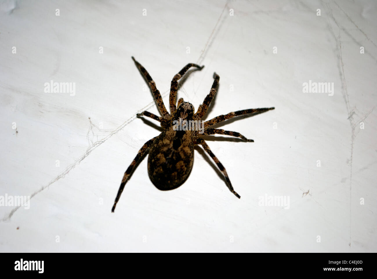 spider on the wall Stock Photo - Alamy