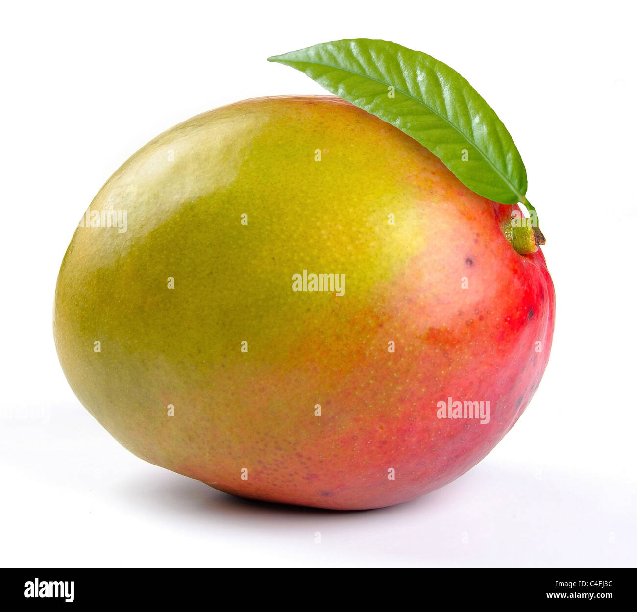 Mango leaves Cut Out Stock Images & Pictures - Alamy