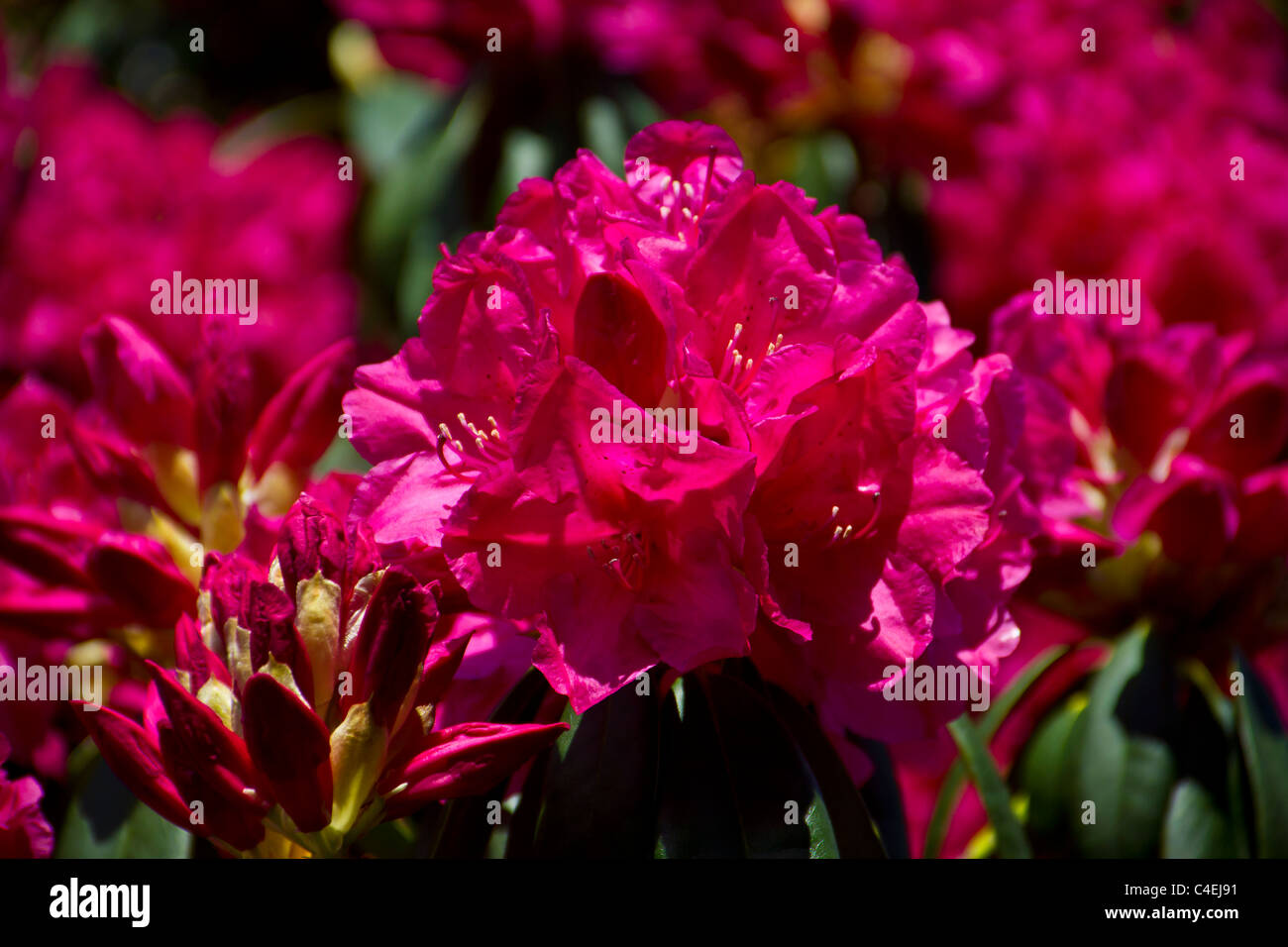 A vibrant red rhododendron seen up close Stock Photo - Alamy