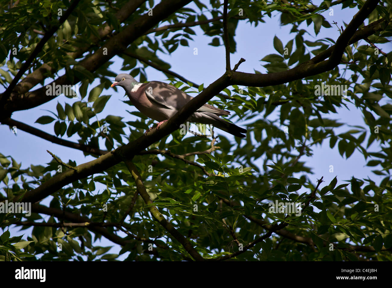 Wood pigeon in the countryside hi-res stock photography and images - Alamy