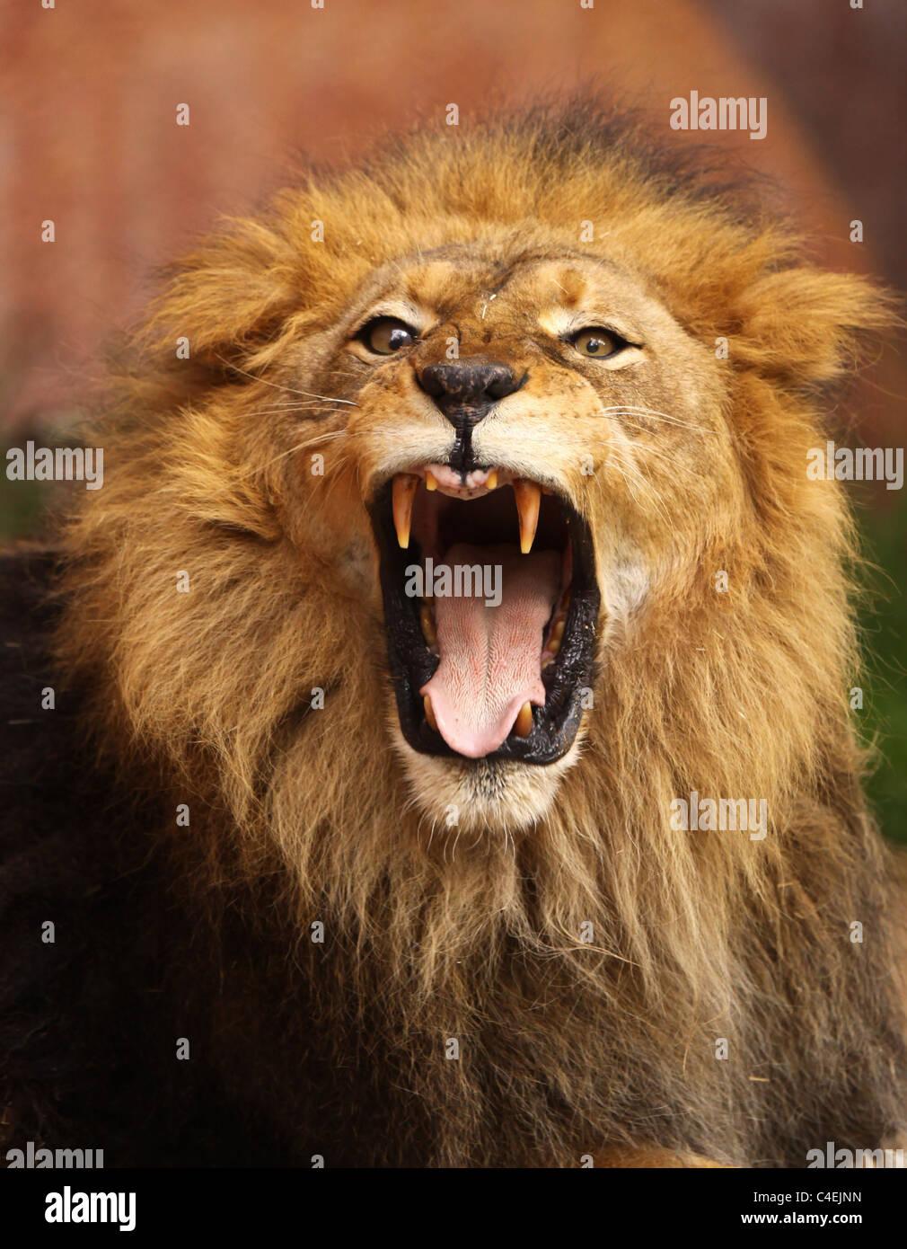 Roaring Lion Portrait Stock Photos & Roaring Lion Portrait Stock Images ...