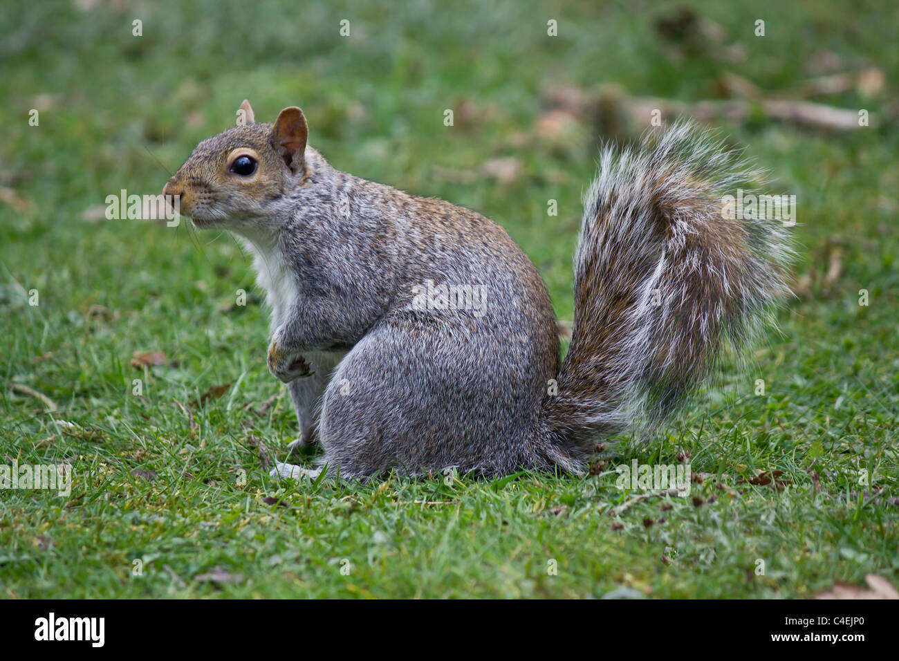 A grey squirrel poses for his picture Stock Photo - Alamy