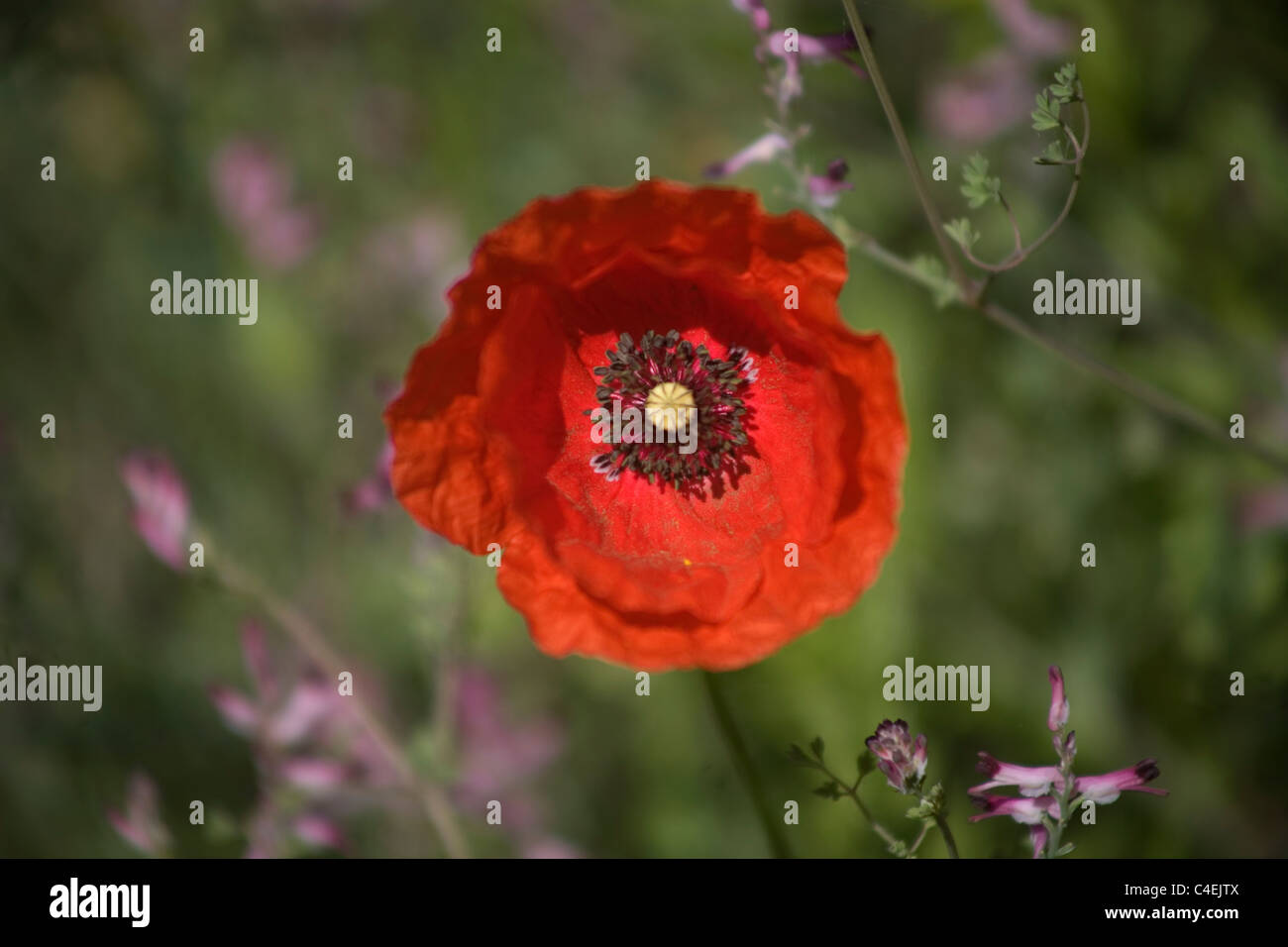 Frances poppy hi-res stock photography and images - Alamy