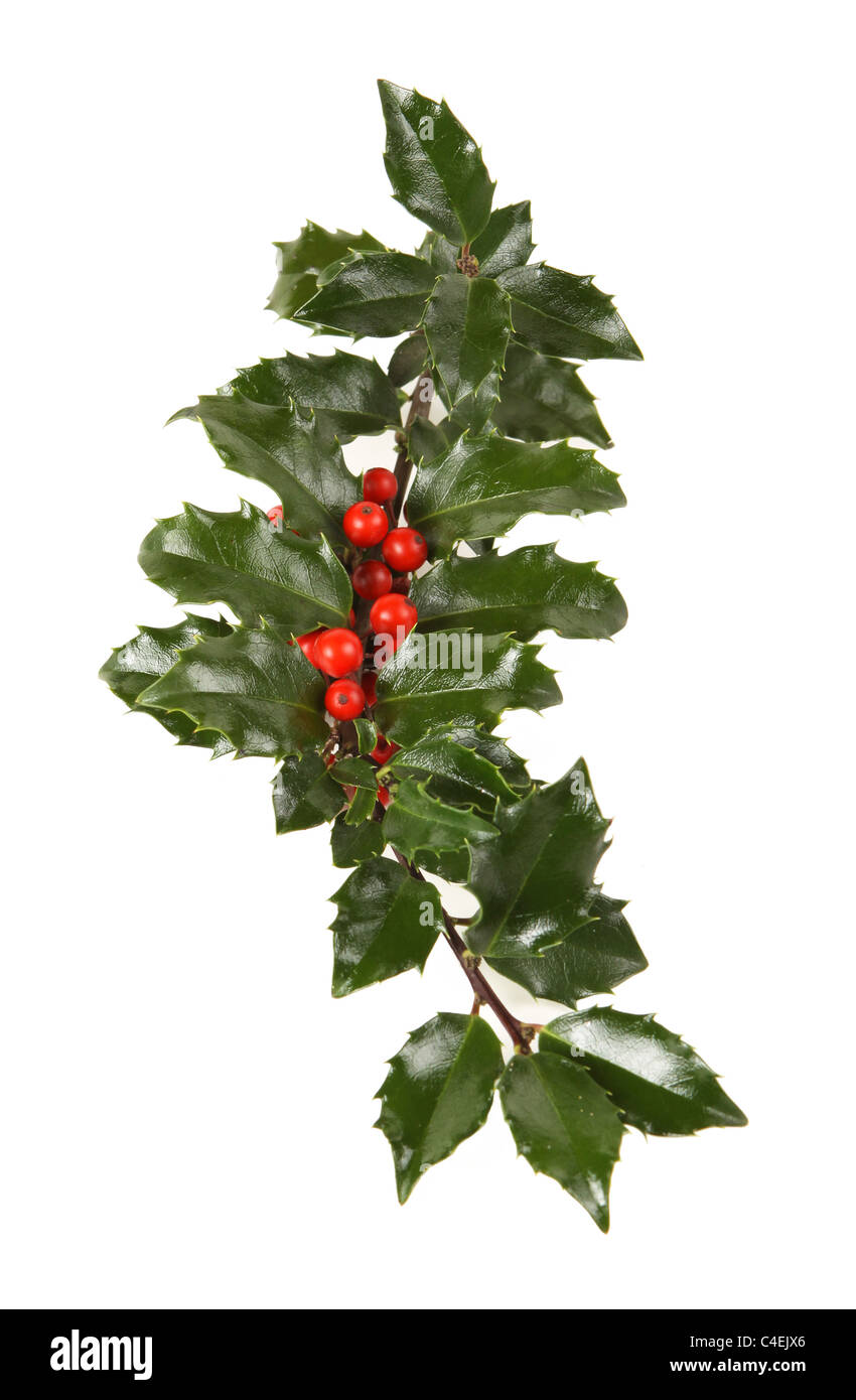 Branch berries leaves simple Cut Out Stock Images & Pictures - Alamy