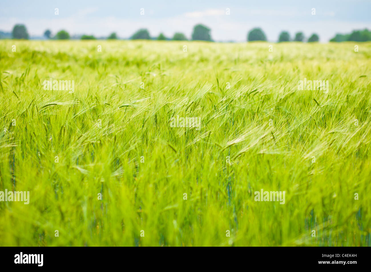 Young wheat field Stock Photo - Alamy